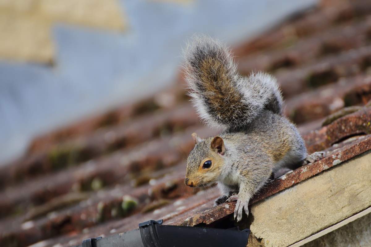 Does Homeowners Insurance Cover Wild Animal Damage? - Wawanesa U.S.