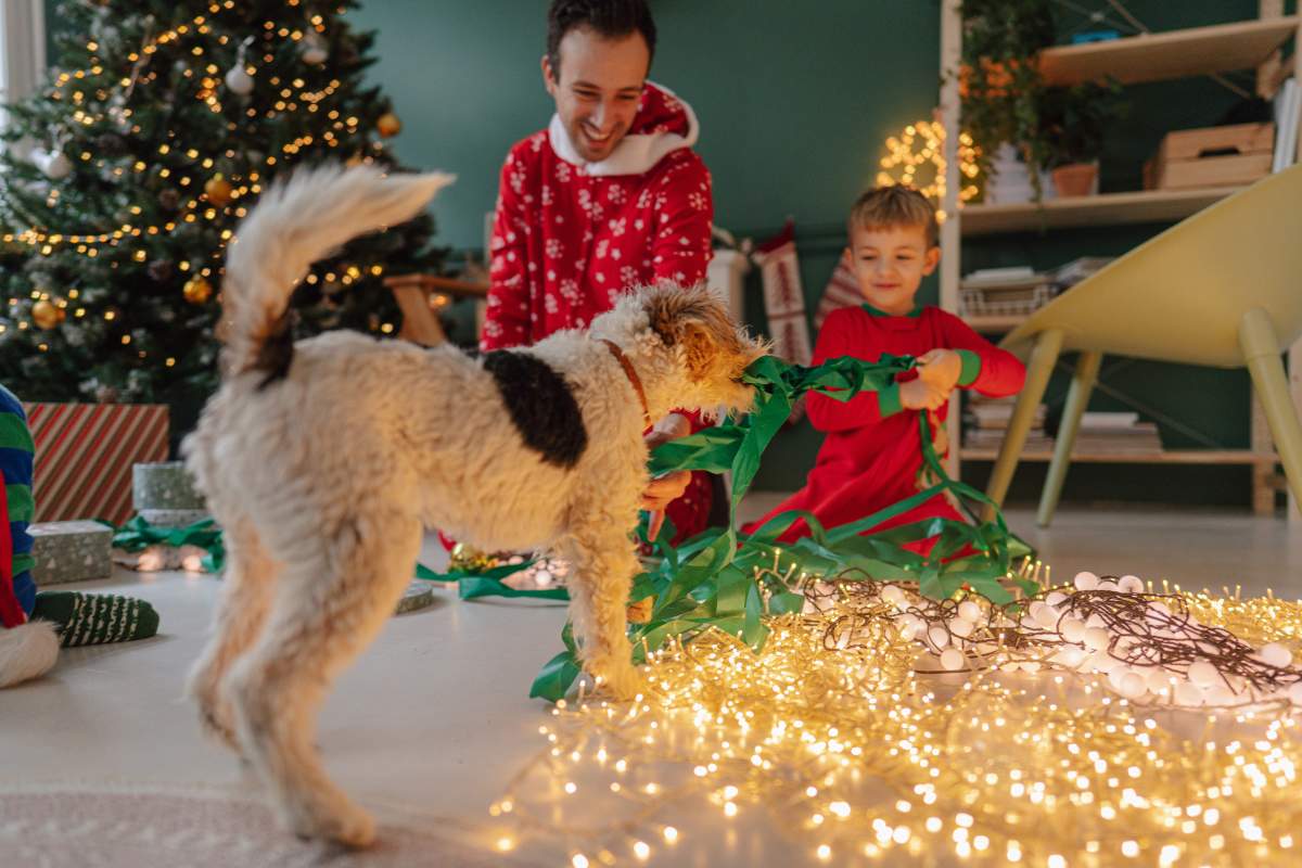 Holiday Cheer without Fear: Pet-Friendly Decorating Tips - Wawanesa U.S.