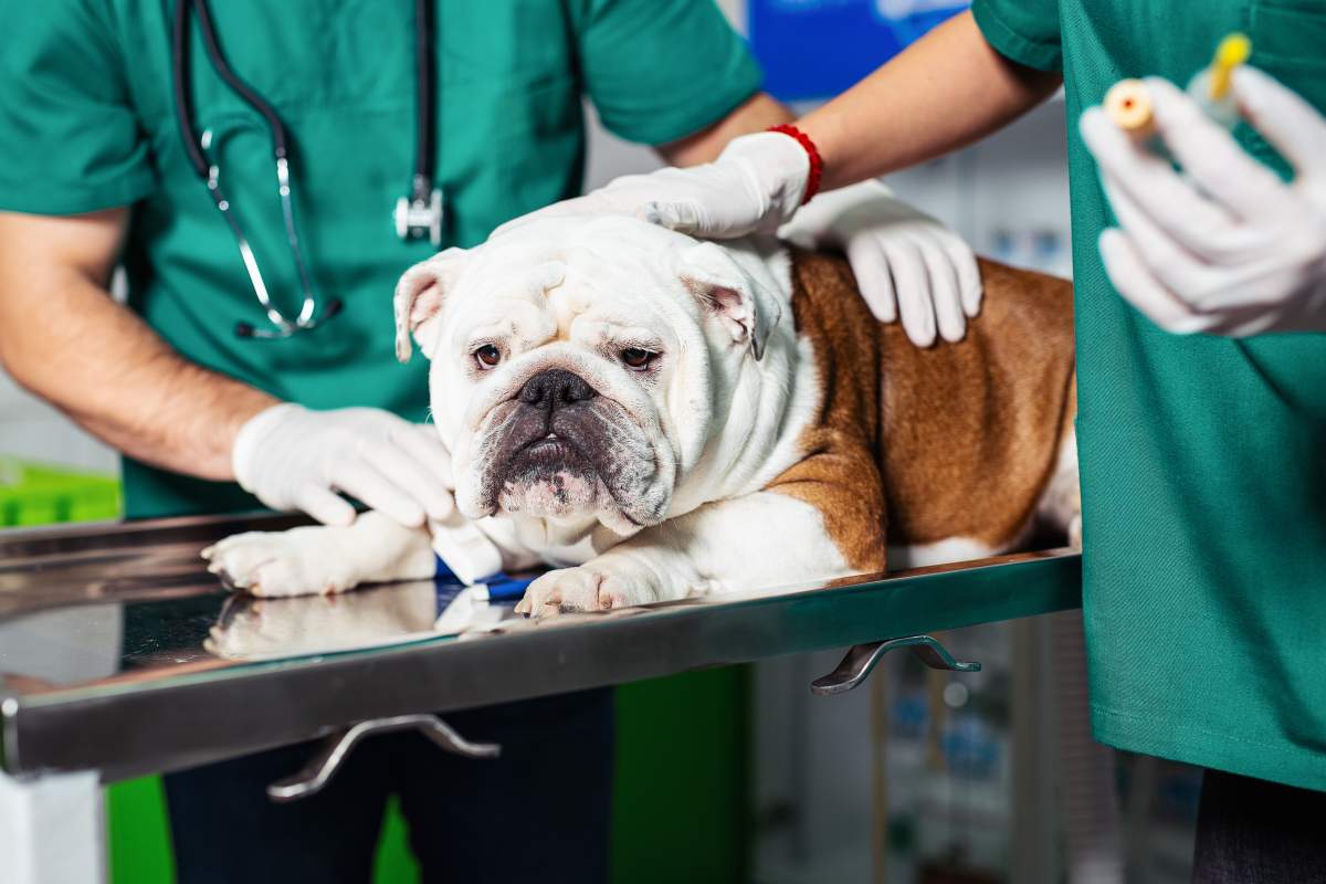 Has My Pet Been Poisoned? Signs and Symptoms to Look Out For - Wawanesa ...